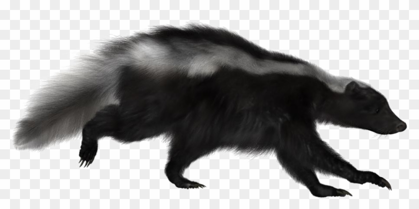 Skunk Png Image - 2d Skunk, Transparent Png - 1200x770(#1490493) - PngFind