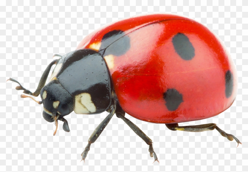 Ladybug - Real Ladybug Png, Transparent Png - 1700x1168(#151545) - PngFind