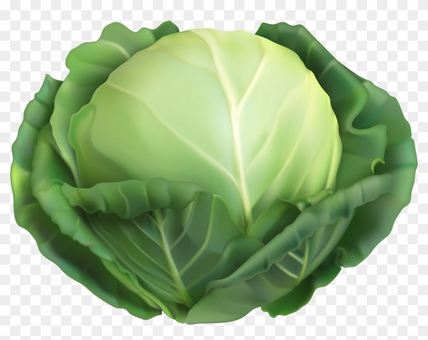 Cabbage Png Clip Art Image - Cabbage Clipart, Transparent Png ...