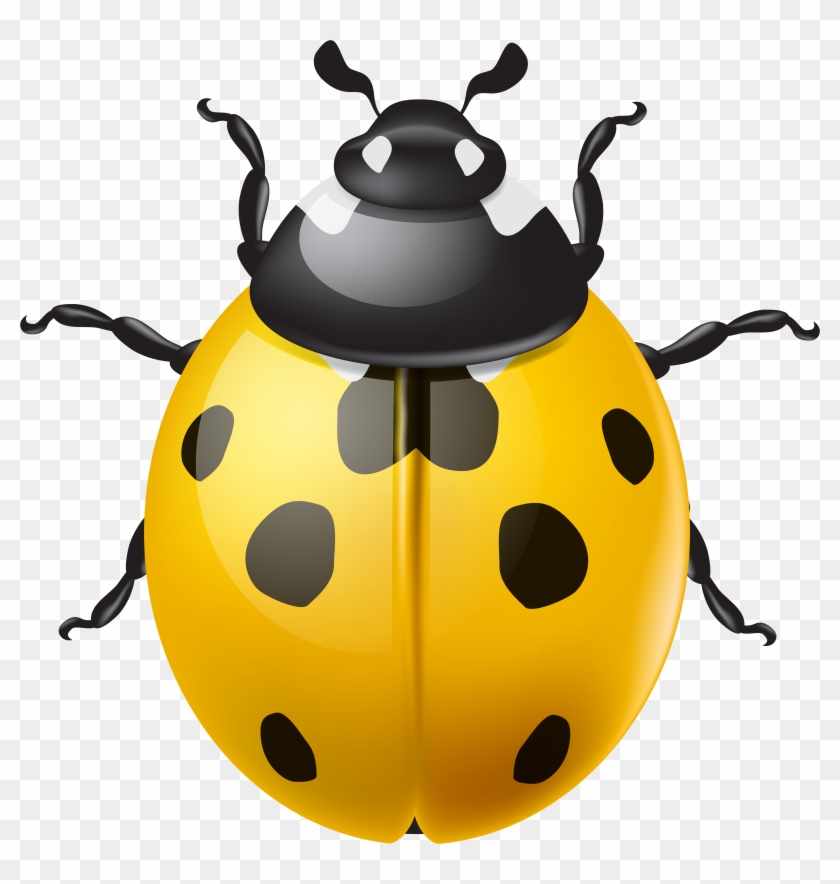 Ladybug Png, Transparent Png - 7000x6956(#153126) - PngFind