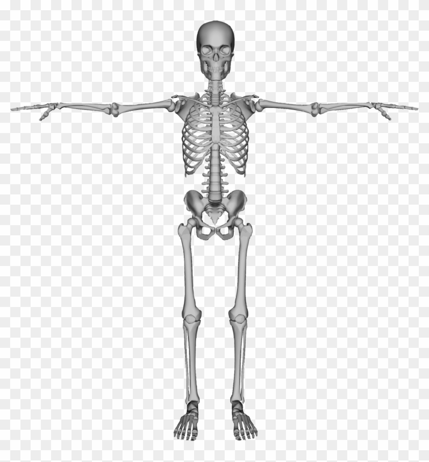 Skeleton Png - Skeleton Png - Spine For Kids, Transparent Png ...
