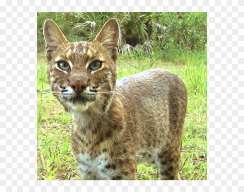 Flagler Beach Residents Organize To Determine Bobcat - Bobcat, HD Png ...