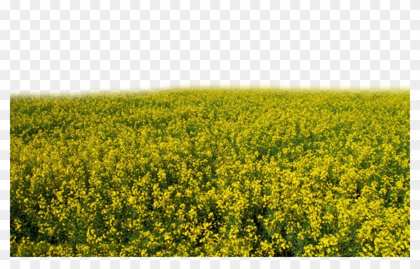 Share This Image - Transparent Yellow Flower Field, HD Png Download ...