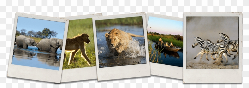 Okavango Delta Poloroid Photos - Windland Smith Rice, HD Png Download ...