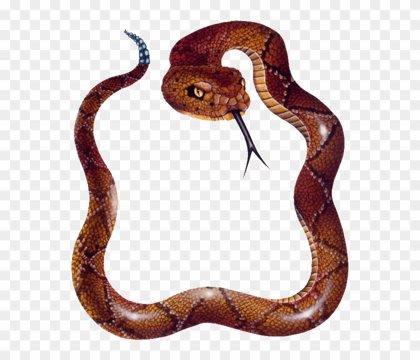 Snake Png Photos - Water Snake Png, Transparent Png - 626x700(#1593671 ...