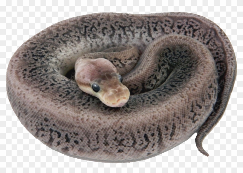 Ball Python Png