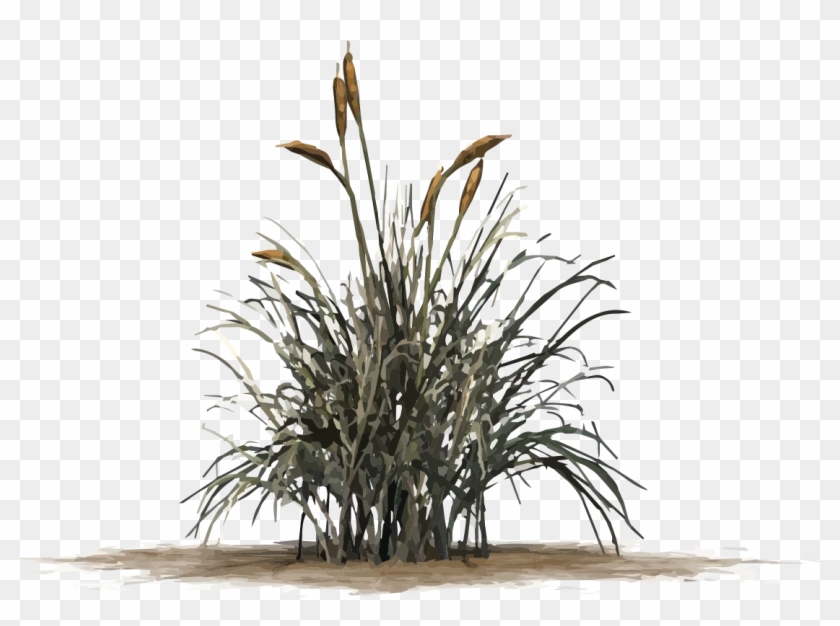 Cattail Graphic - Cat Tail Grass Png, Transparent Png - 1108x774 ...