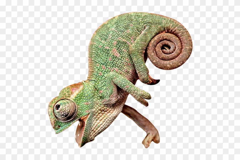 Happy Chameleon, Looking Up With Mouth Open - Chameleon With Its Mouth ...