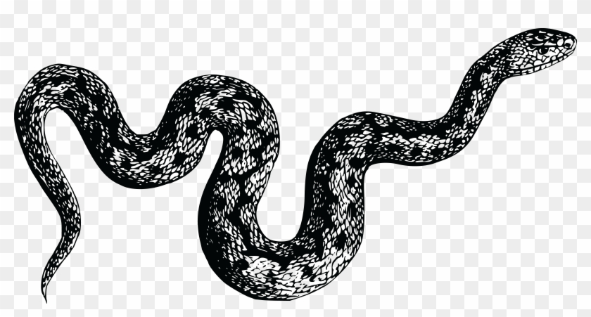 Black Snake Png