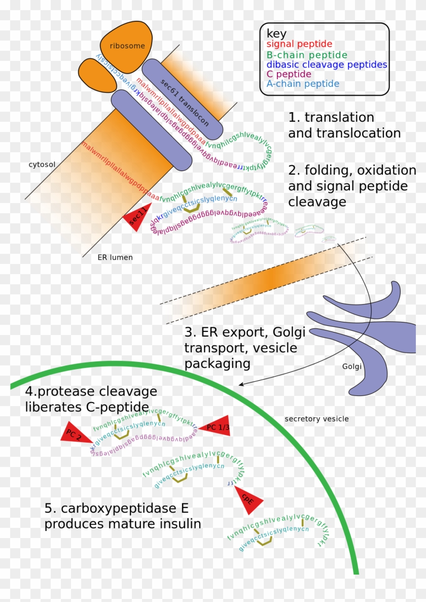 File - Insulin Path - Svg - Post Translational Modification, HD Png ...