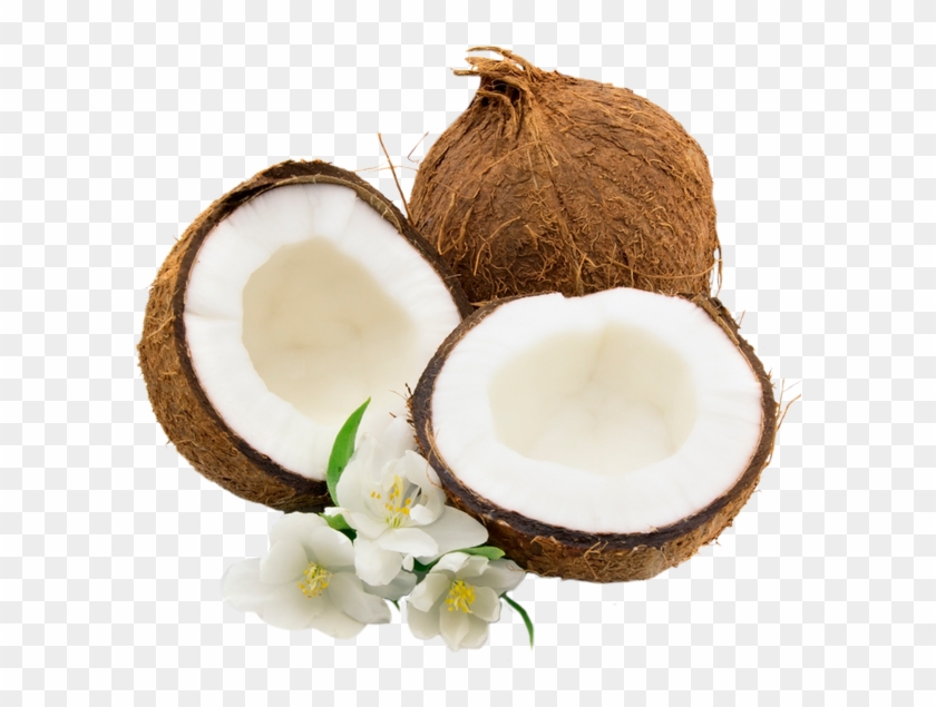 Coconut, HD Png Download - 600x555(#167126) - PngFind