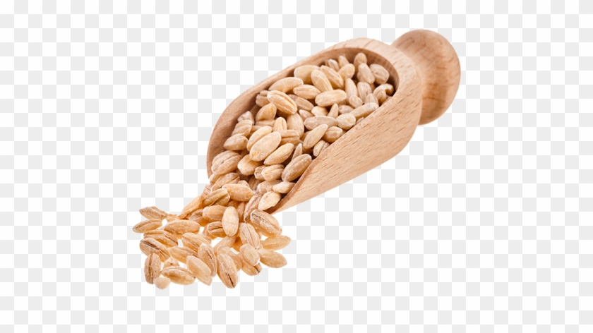 Grain Png, Transparent Png - 800x400(#167834) - PngFind
