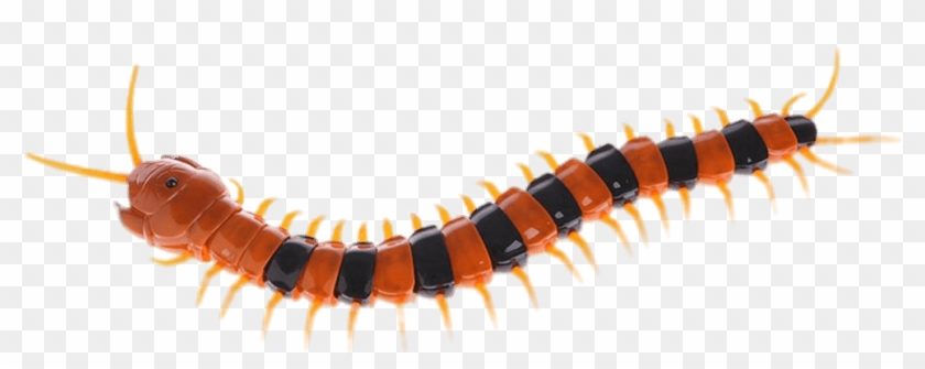 Download - Centipede Transparent, HD Png Download - 1000x1000(#1615028 ...