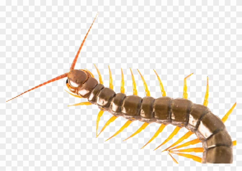 Centipede - Centipede Png, Transparent Png - 1811x1200(#1615085) - PngFind