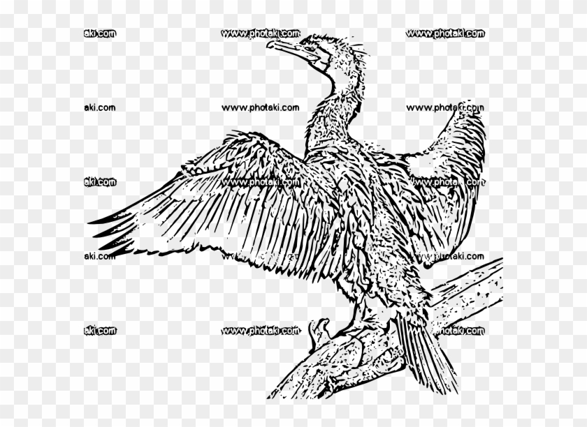 Cormoran Grande Con Alas Abiertas Clip Art - Seabird, HD Png Download ...