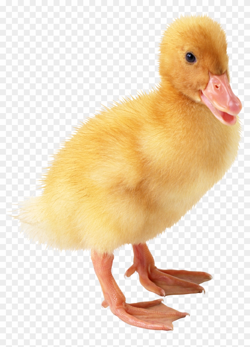 1511 X 2026 3 - Duckling With Transparent Background, HD Png Download ...