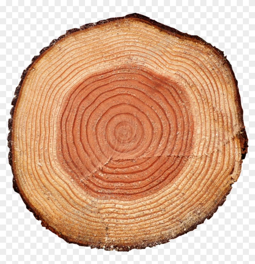 Tree Stump Png - Stump With Transparent Background, Png Download ...