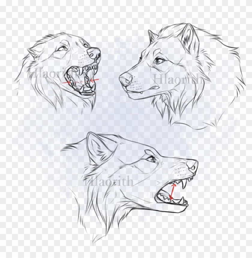 Tokota Faces By Hlaorith - Tokotas Wolf, HD Png Download - 893x872 ...