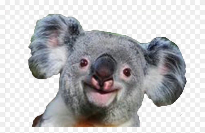 Koala Png - Koala Transparent Png, Png Download - 1920x1080(#1755744 ...