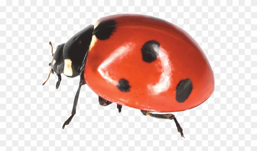 Lady Bird Png, Transparent Png - 628x564(#1757588) - PngFind