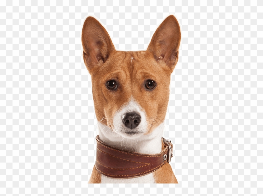 Basenji Puppies Dogs Search - Basenji Dogs For Sale, HD Png Download ...