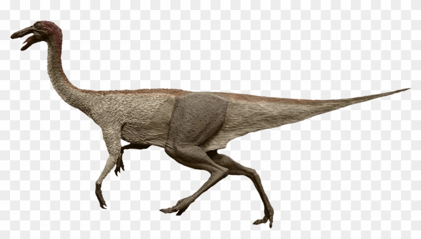 Ostrich-like Dinosaur - Gallimimus Png, Transparent Png - 1040x535 ...