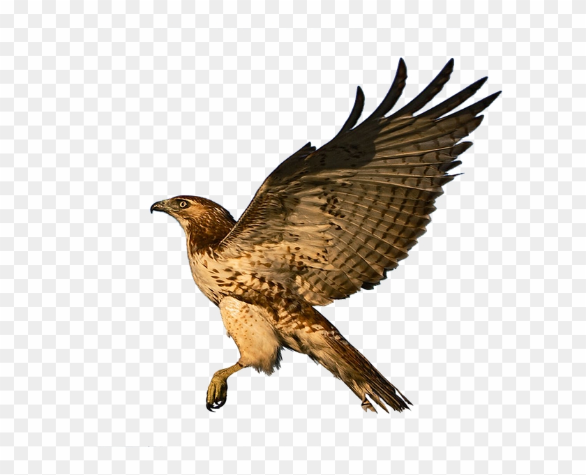 Hawk, Flight, Raptor, Bird Of Prey, Fly, Feather - Red Tailed Hawk, HD ...
