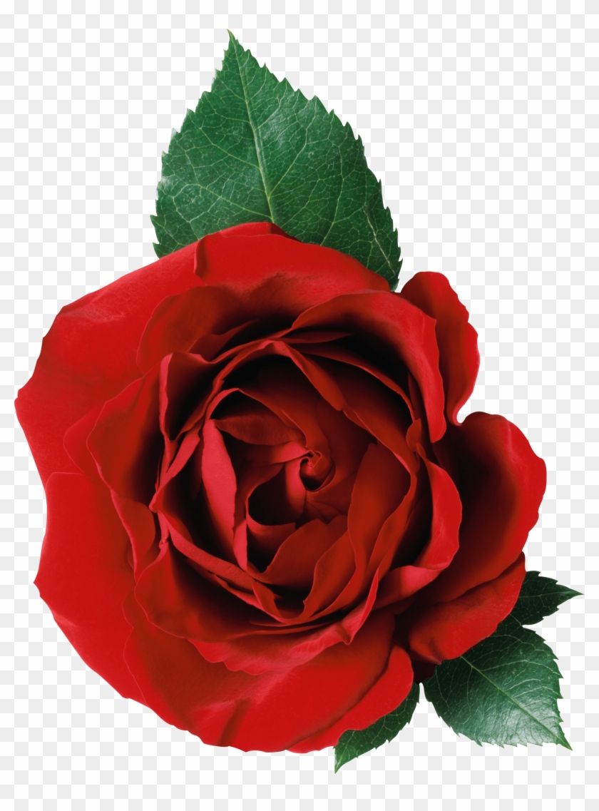 One Rose And Leaves - Rose Png Transparent Background, Png Download ...