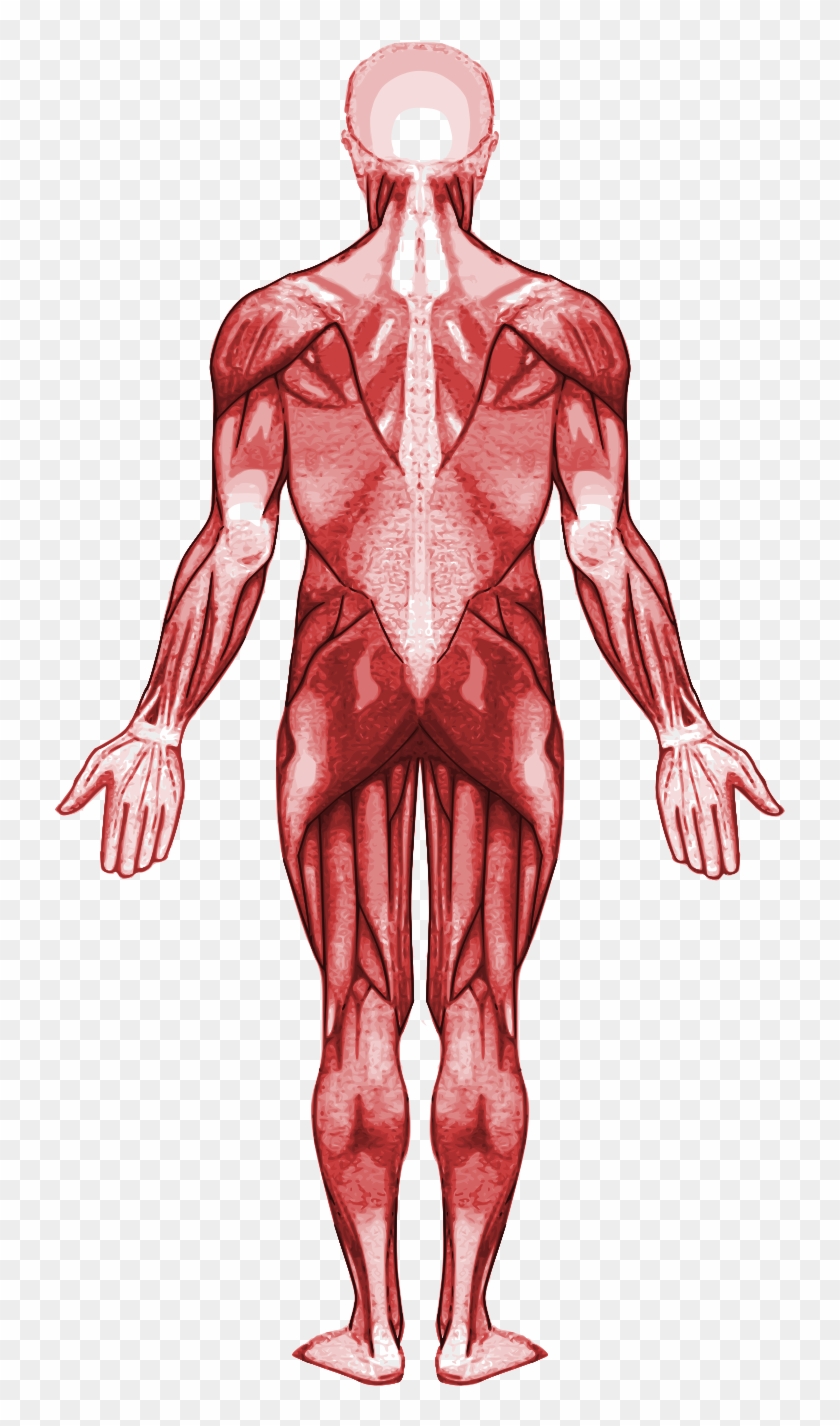43 Muscular System Diagram Unlabeled