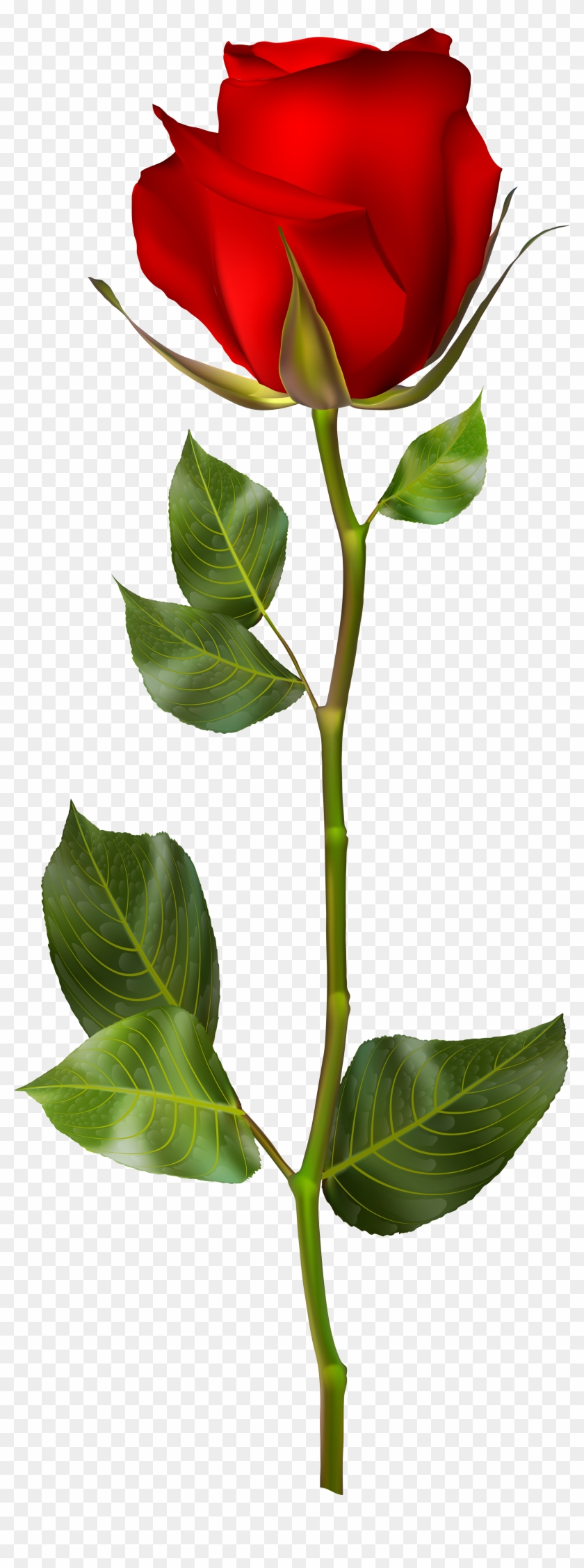Rose With Stem Png, Transparent Png - 771x2000(#188928) - PngFind