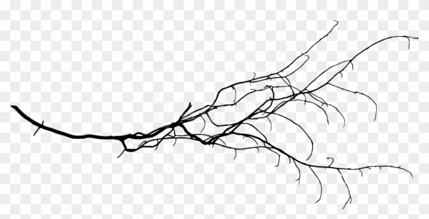 Tree Branch Transparent Background