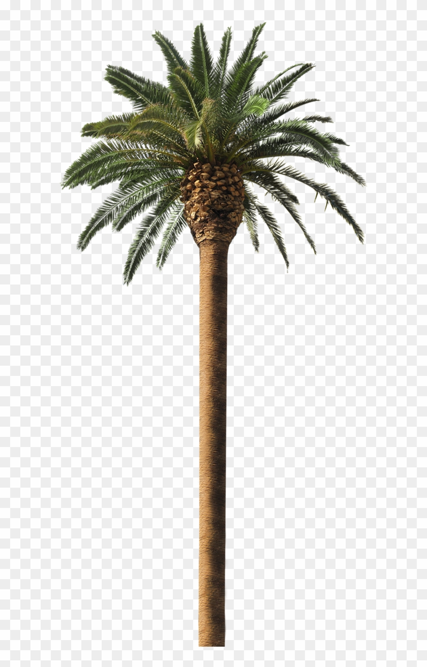 Date Palm Free Png - Date Palm Leaves, Transparent Png - 750x1278 ...