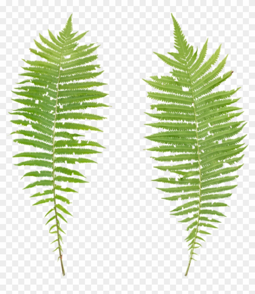 Fern Branch - Fern Texture Alpha, HD Png Download - 900x900(#1804301 ...