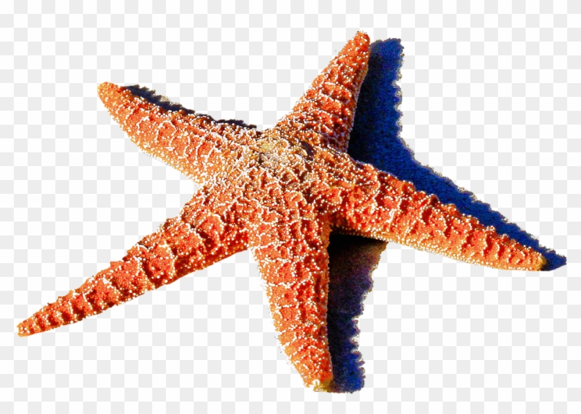 Isolated Starfish Red Sea Ocean Beach - Animais Estrela Do Mar, HD Png ...