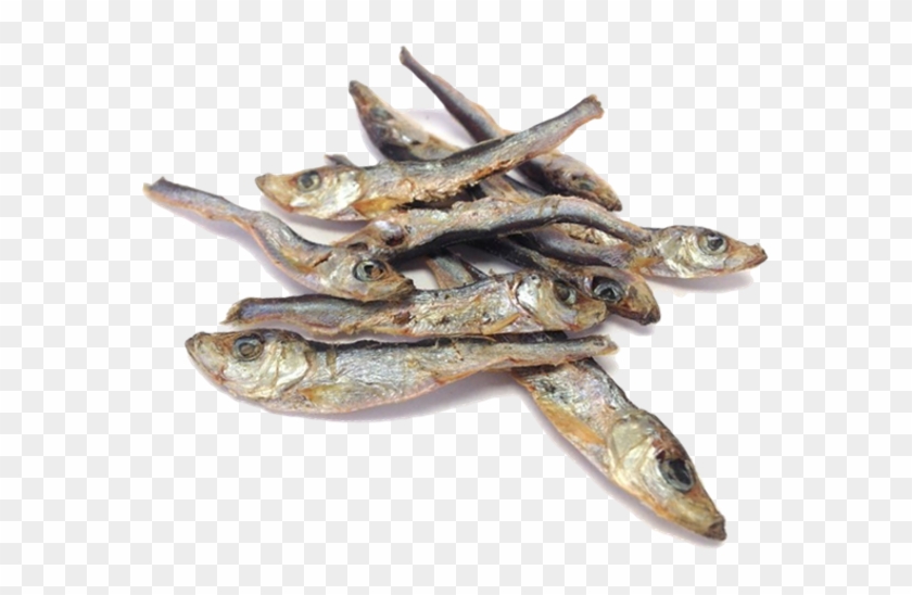 Dried Fish Png - Anchovy, Transparent Png - 580x574(#1835638) - PngFind