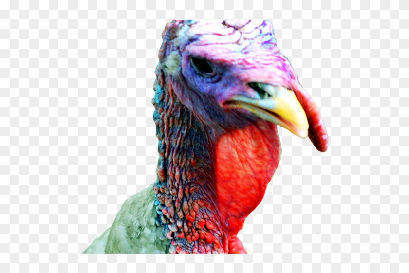 Turkey Transparent Png - Transparent Turkey Head Clipart, Png Download ...