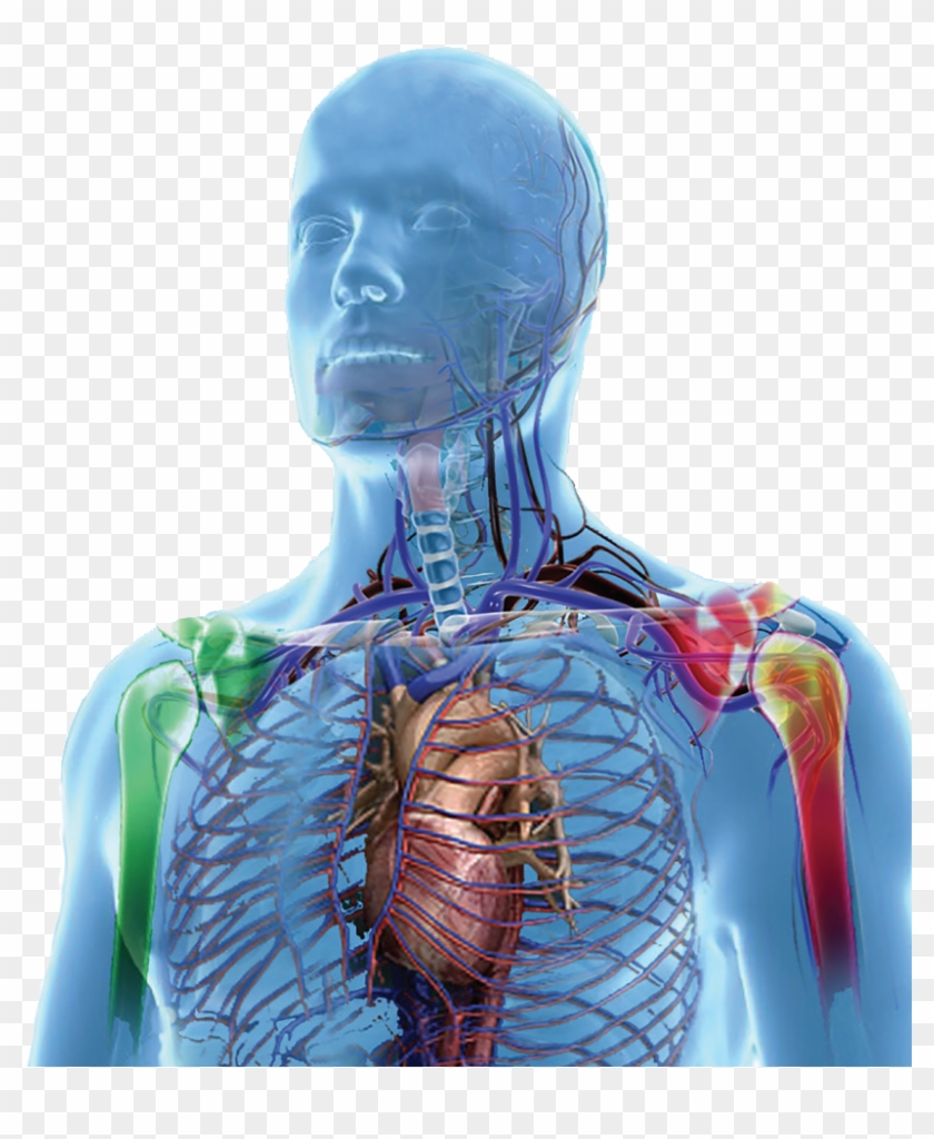 Mesenflow Human Body - Man, HD Png Download - 829x947(#1856992) - PngFind