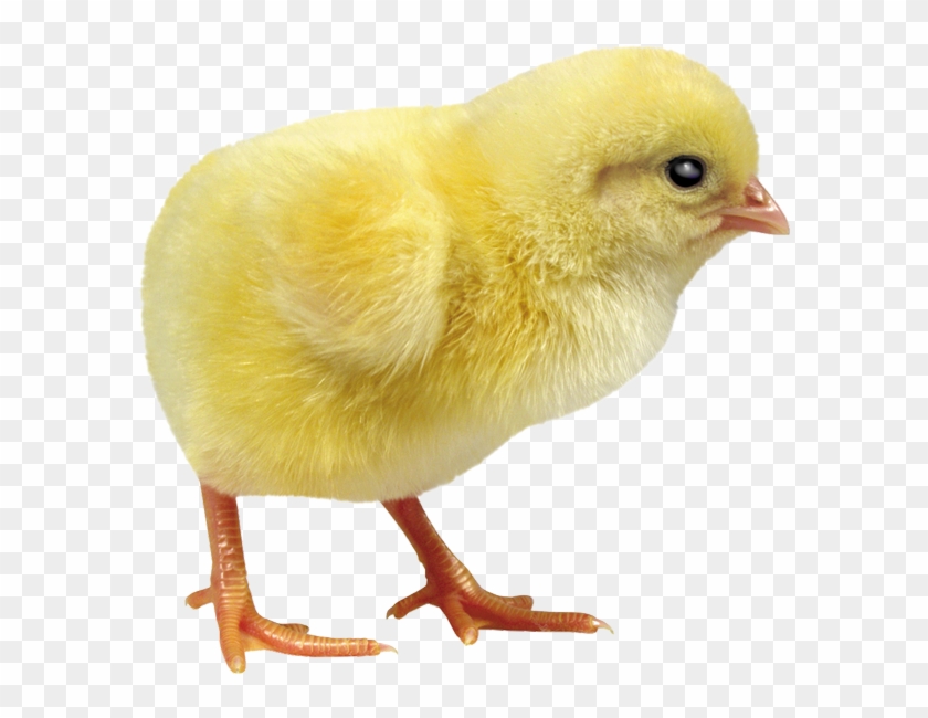 Chick Png, Transparent Png - 590x570(#1859800) - PngFind
