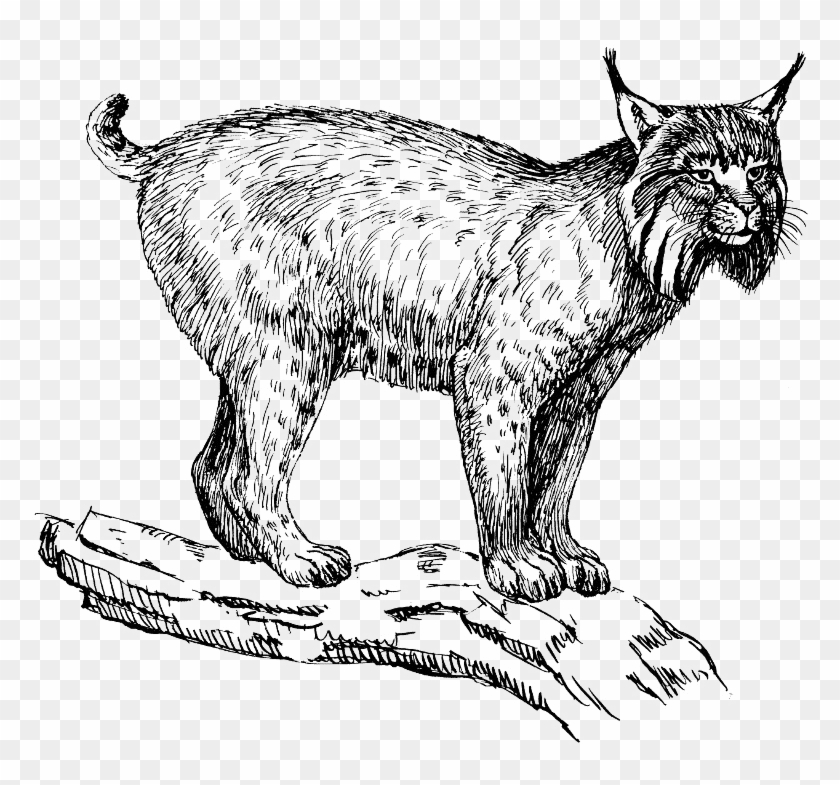 Lynx Transparent Background Png, Png Download - 800x715(#1870962) - PngFind