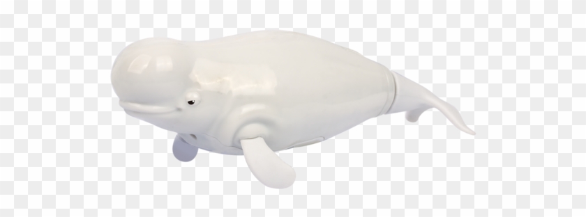 Bailey Finding Dory Png - Beluga Whale, Transparent Png - 800x584 ...