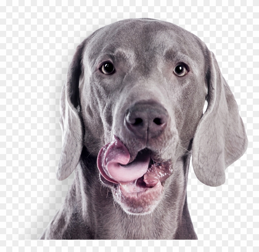 Gray Dog, HD Png Download - 800x800(#1884693) - PngFind