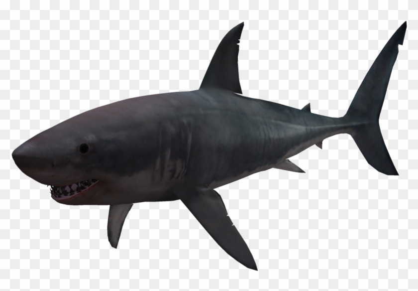 Sharks Png, Transparent Png - 1024x639(#1911004) - PngFind