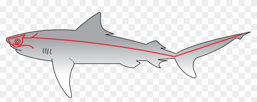 Sharks Lateral Line - Hammerhead Shark Lateral Line, HD Png Download ...