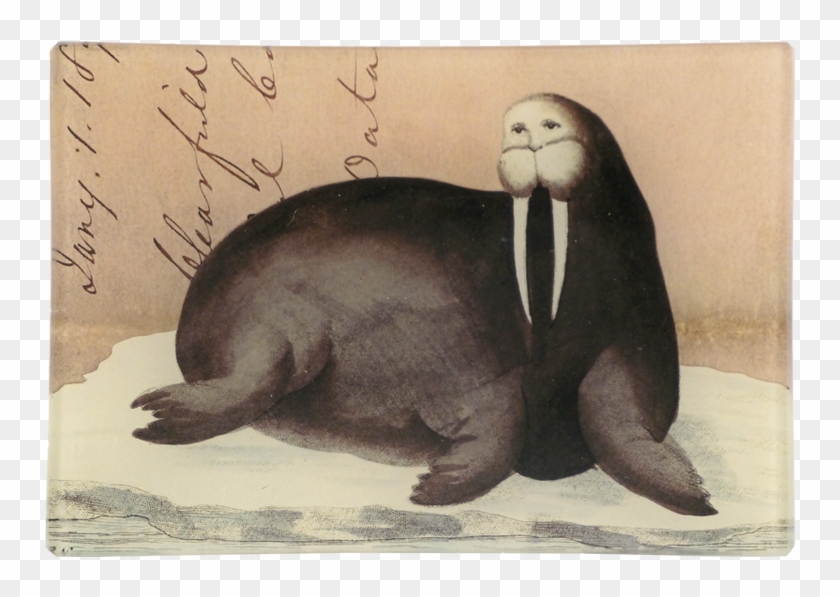 Walrus Png, Transparent Png - 800x800(#1923434) - PngFind