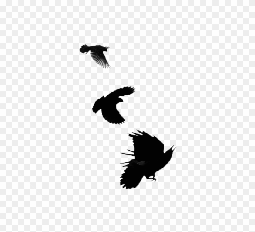Blackbird Transparent Images Png - Buzzard, Png Download - 1000x861 ...