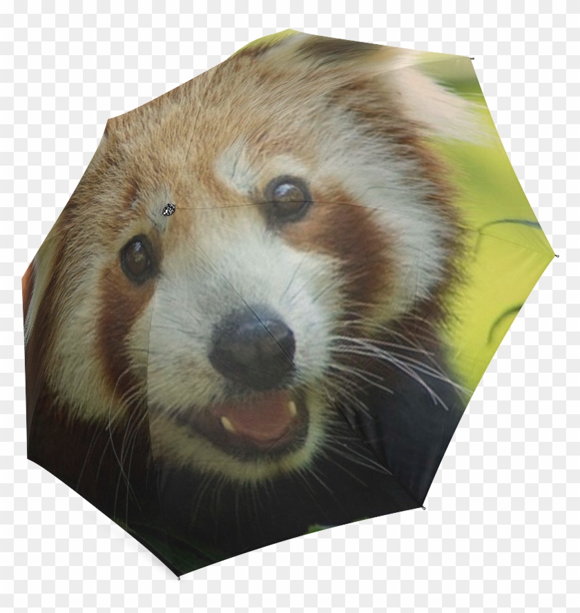 Red Panda Png, Transparent Png - 1000x1000(#1930499) - PngFind