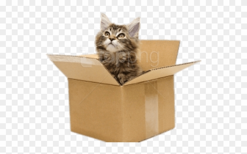 Free Png Download Cat In Cardboard Box Png Images Background - Cat Is ...