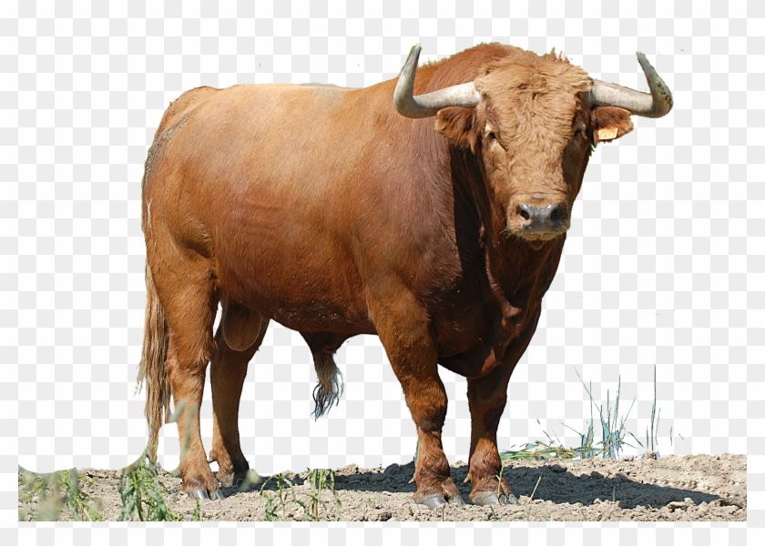 Toro Png - Toro Colorado, Transparent Png - 1600x1067(#1979568) - PngFind