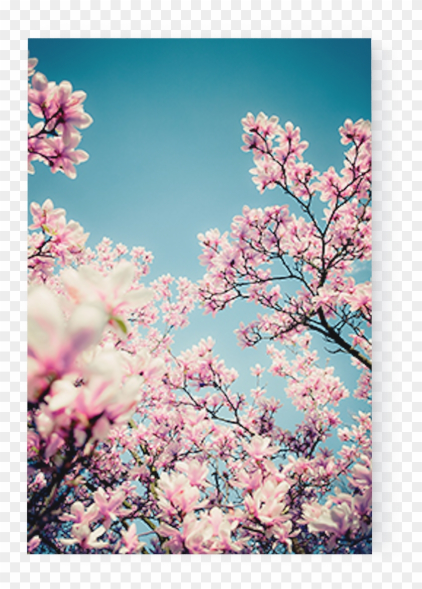 Magnolia Tree Png - Magnolia, Transparent Png - 774x1160(#1988117 ...