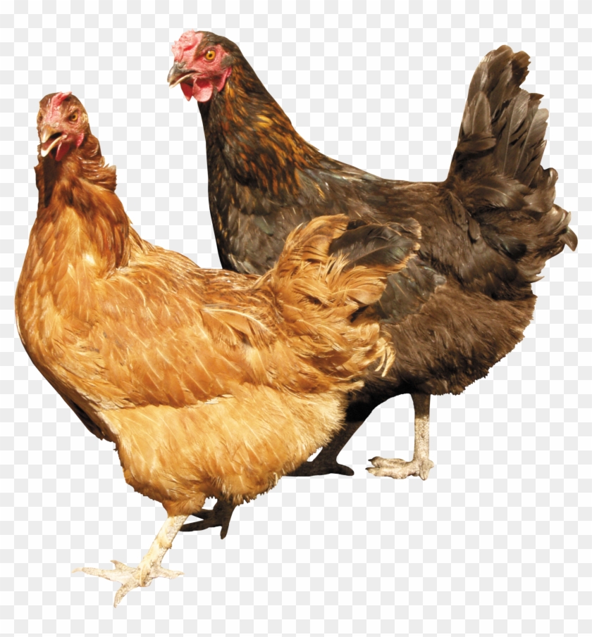 Chickens With No Background, HD Png Download - 2206x2274(#206297) - PngFind
